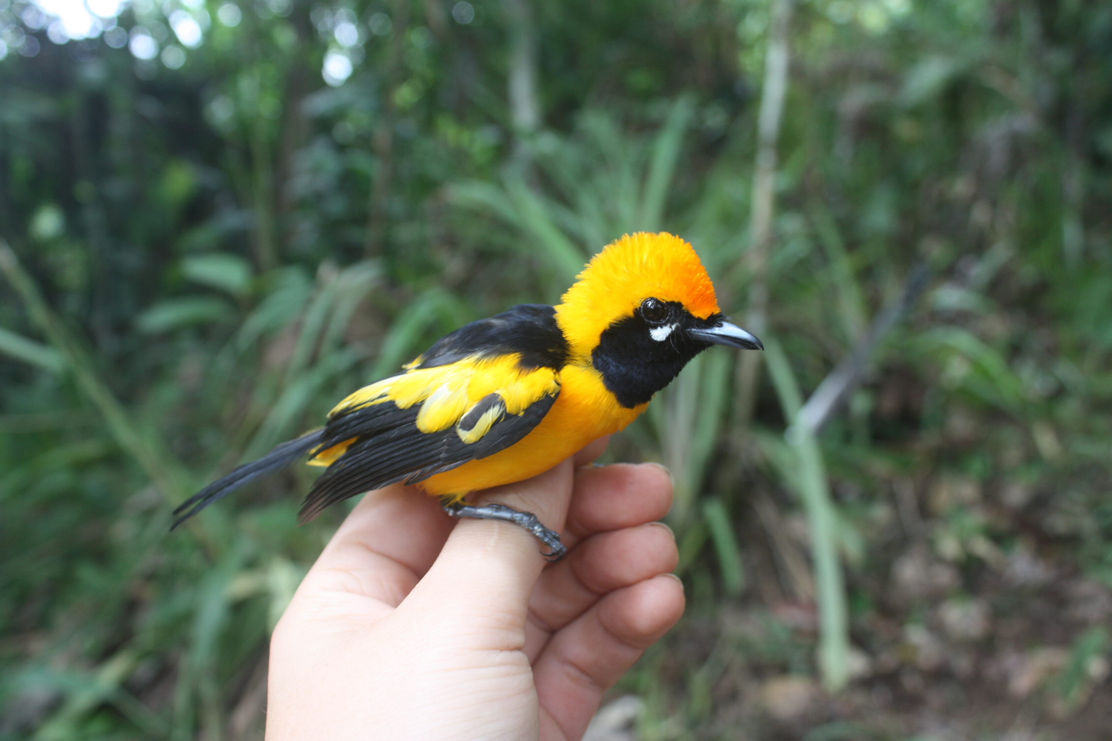 Monarcha chrysomela [Lesson & Garnot, 1827 ]